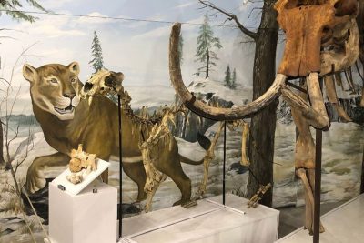 Urzeitmuseum – Entdecke den Urspung!